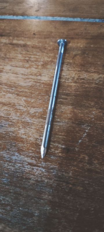 Paku kayu 10 cm