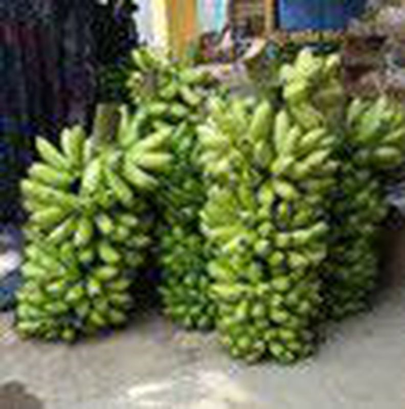 PISANG USUK