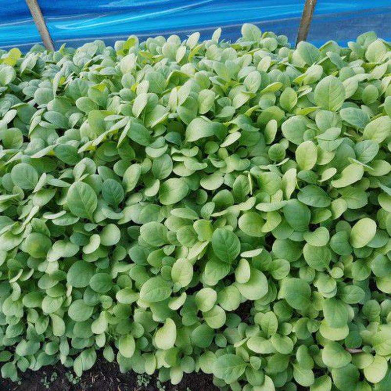 Benih/ bibit tembakau (harga per batang)