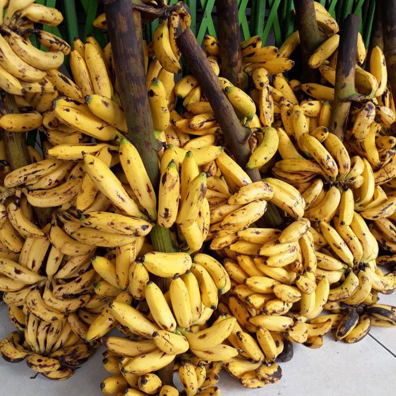 Pisang Uli