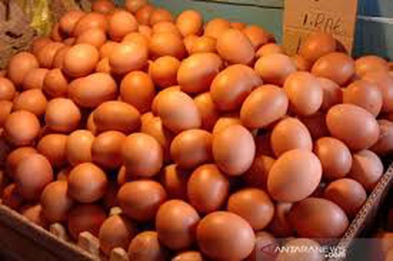 Telur Ayam