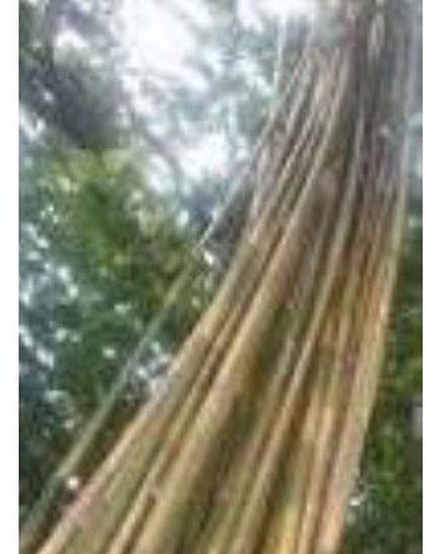 Bambu