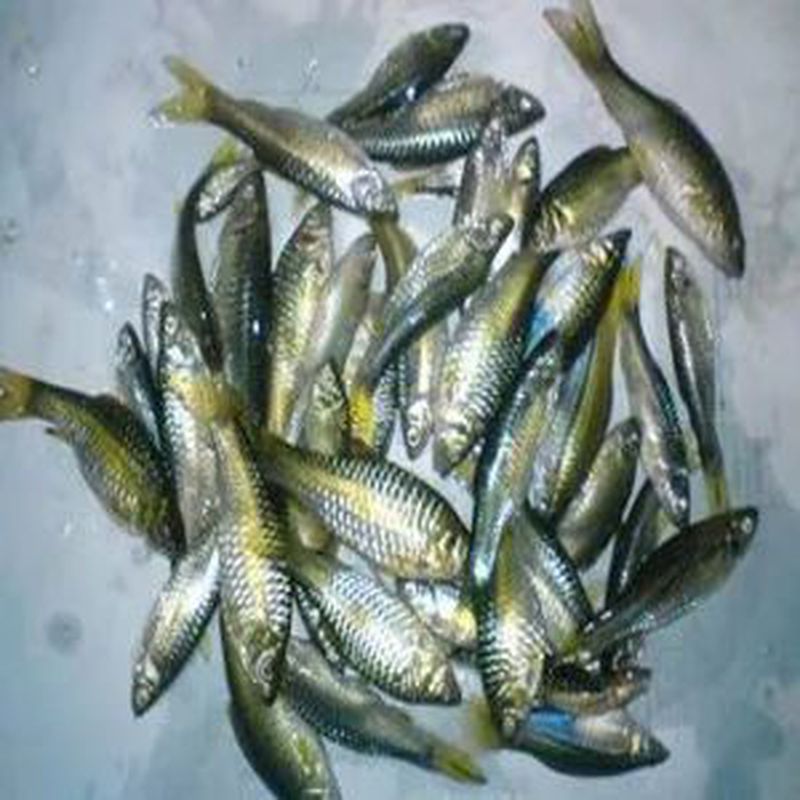 Benih Ikan Wader