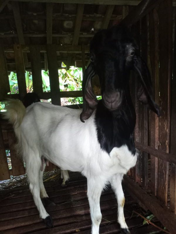 Kambing Lokal Betina