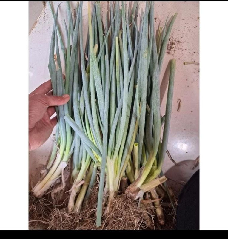 DAUN BAWANG/BAWANG PRE