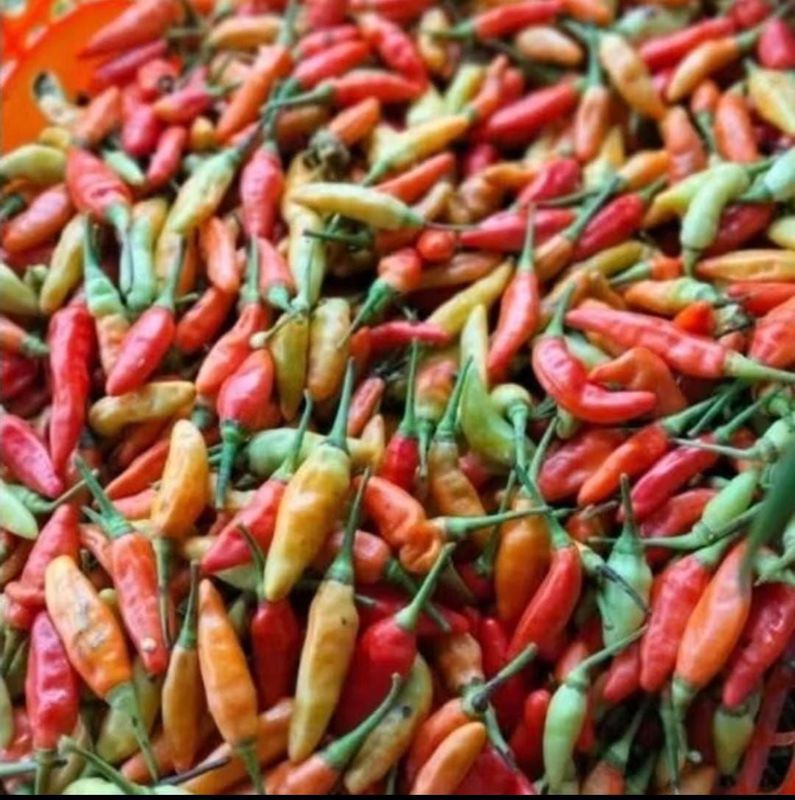 CABAI RAWIT MERAH DAN HIJAU