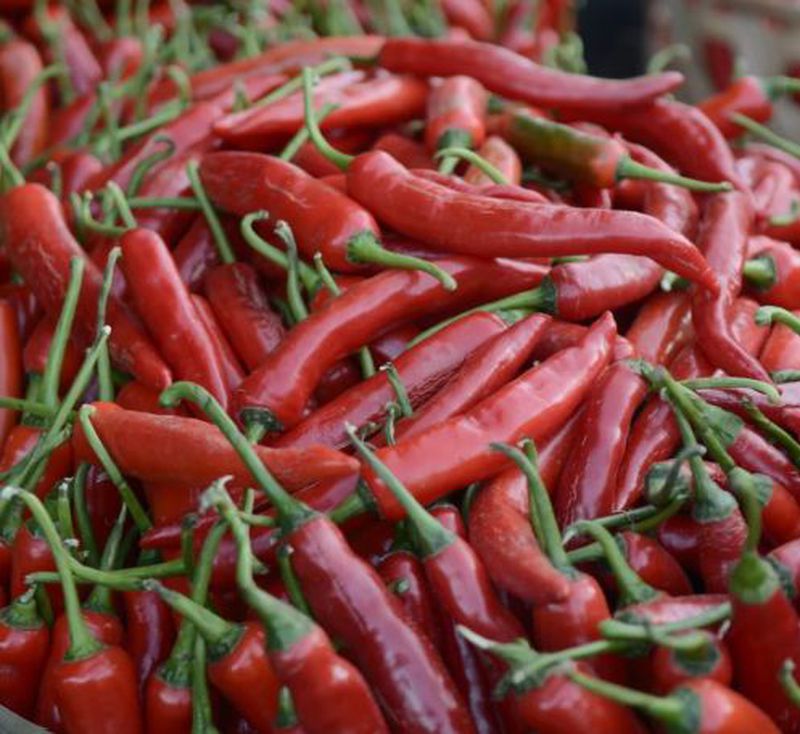 Cabe Merah Besar