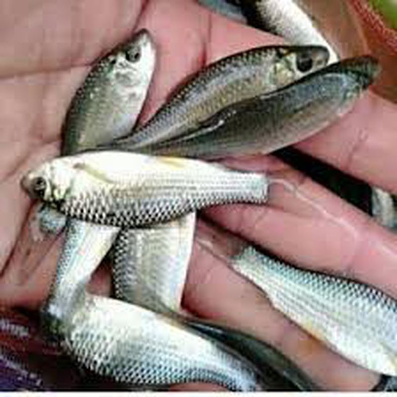 Benih Ikan Nilem 5-9 cm
