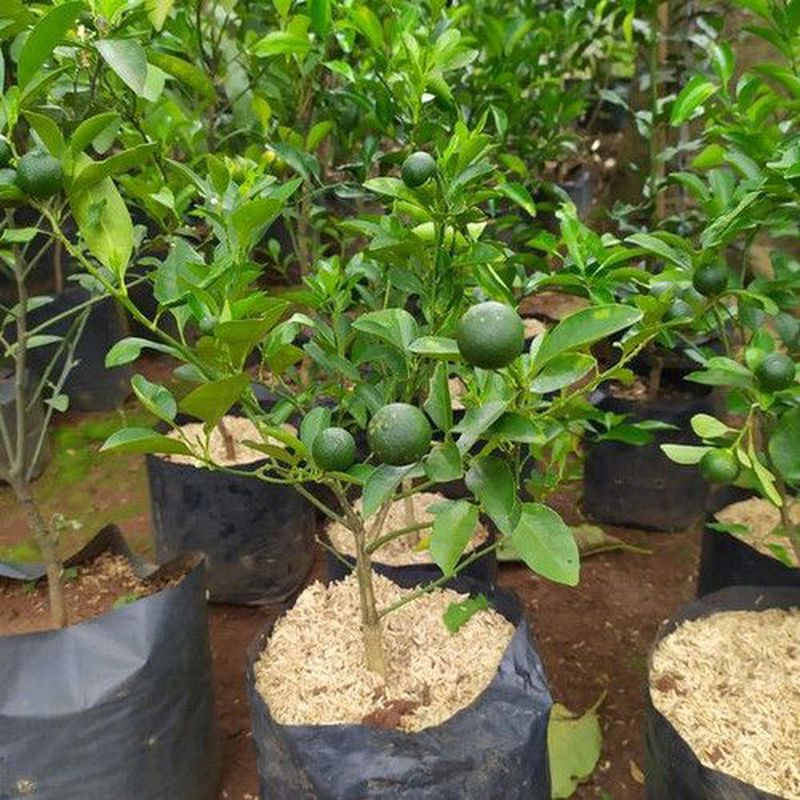 Pohon Jeruk Limo