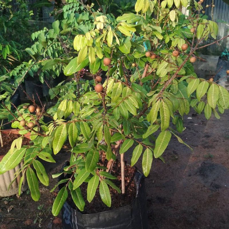 Pohon Lengkeng Diamond River