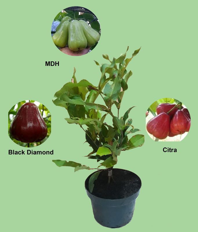 Pohon Jambu Air Kombinasi
