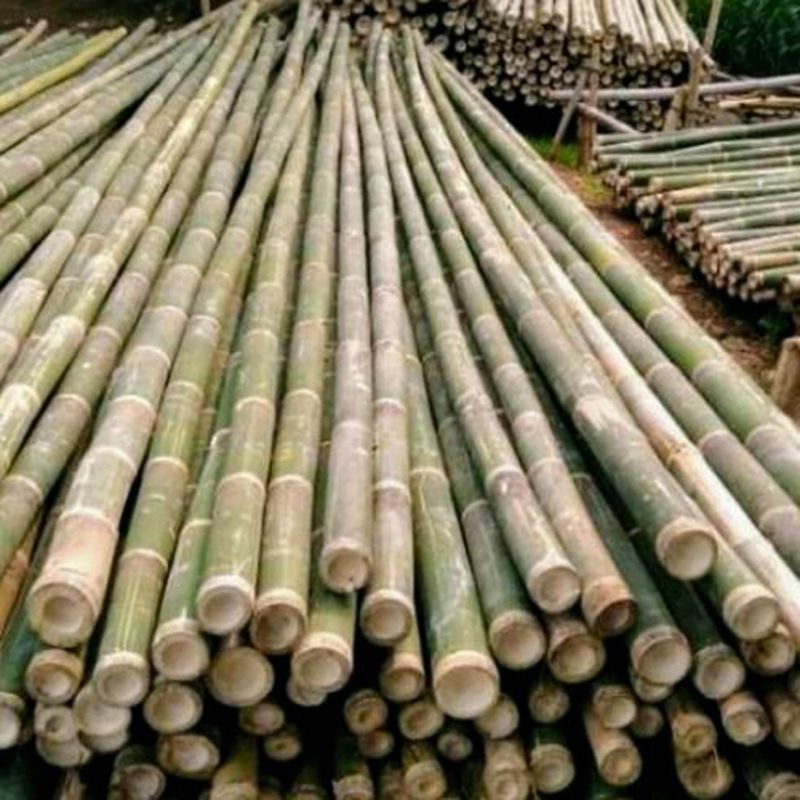Bambu diameter 2" Panjang 4 m