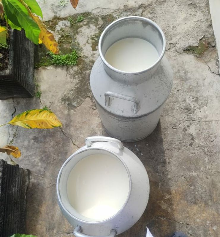Susu Sapi Murni Segar Dari Peternak Batu