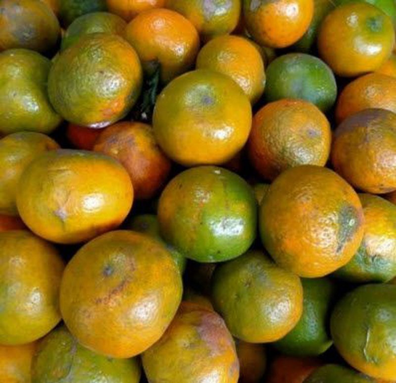 Buah jeruk premium - 1kg