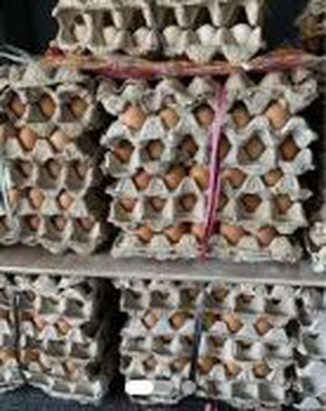 TELUR