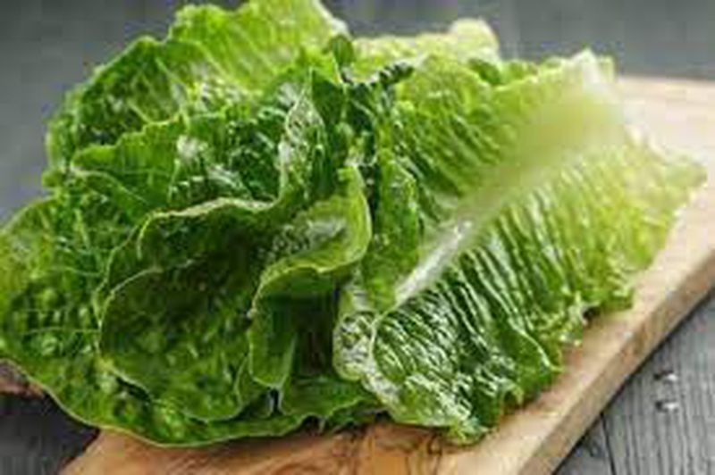 DAUN SELADA