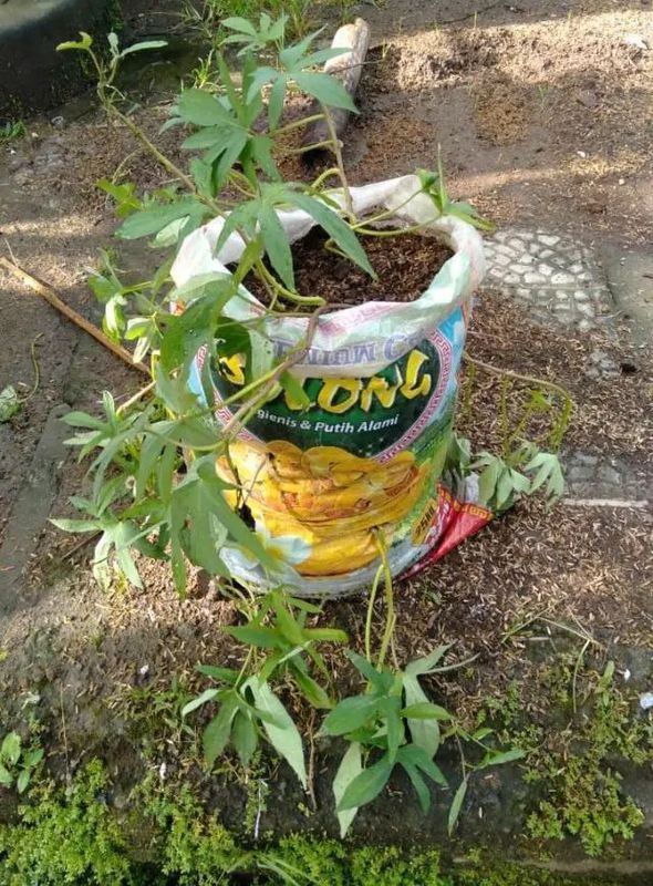 Tanaman Ketela Rambat