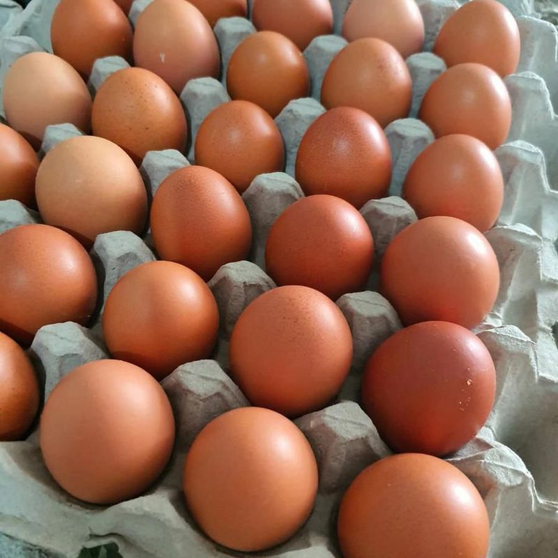 TELOR