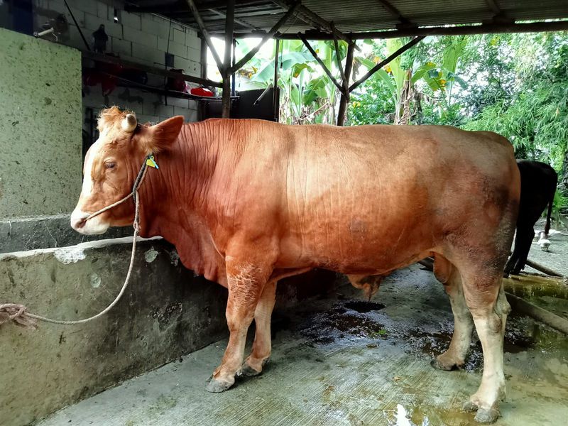 Sapi Simental lembu alam No 17