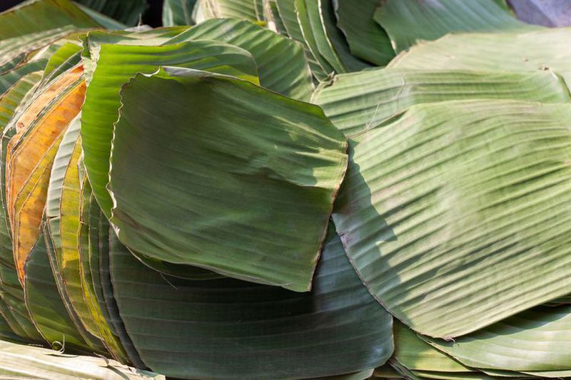 DAUN PISANG - 1