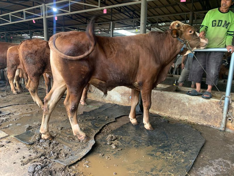 SAPI LIMOSIN - JENIS DAN BERAT