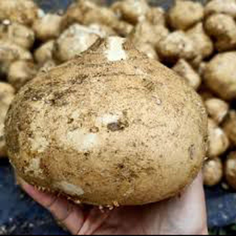 Bangkuang 500gr