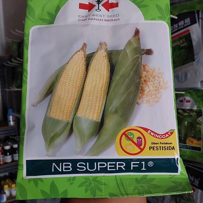 Benih Jagung Manis NB Super F1