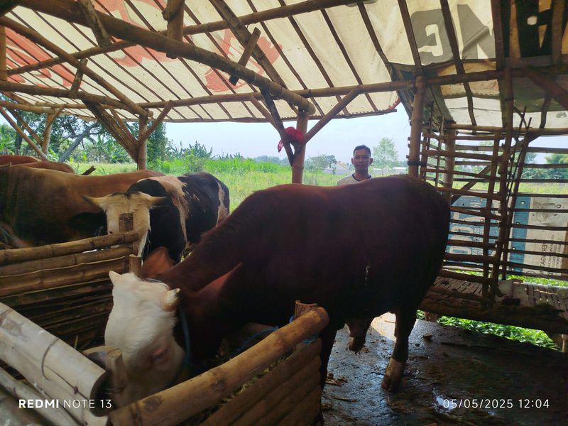 Sapi Qurban