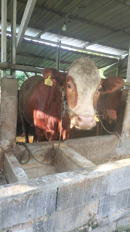 Sapi Simmental Lembu Alam no 93