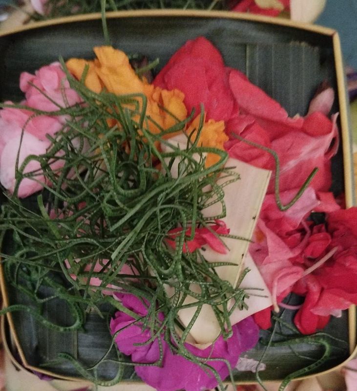 CANA SARI / CANANG CEMPER