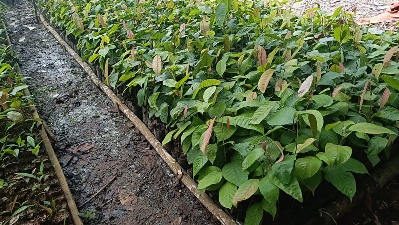 Bibit Meranti (Seedling)