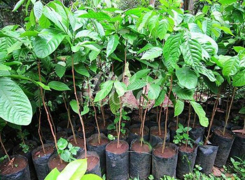 Bibit Langsat (seedling)