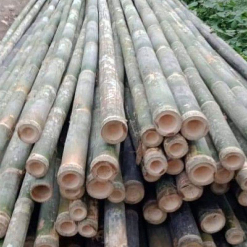 BAMBU