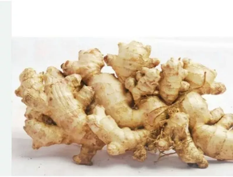 Rimpang Jahe