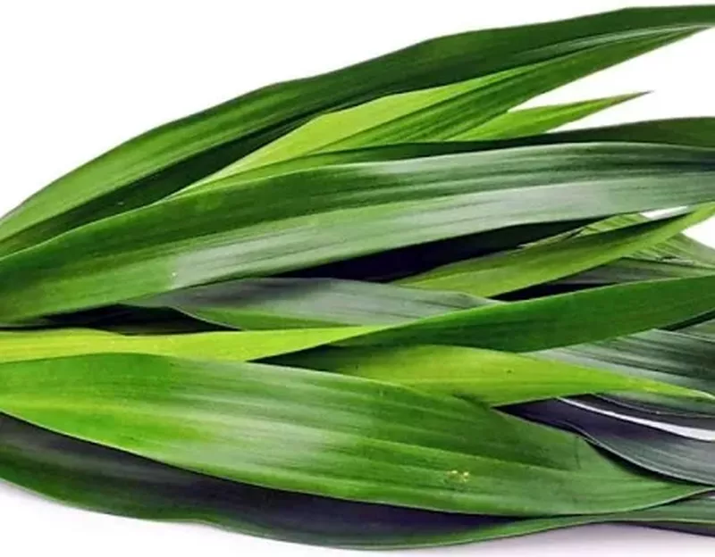 Daun Suji