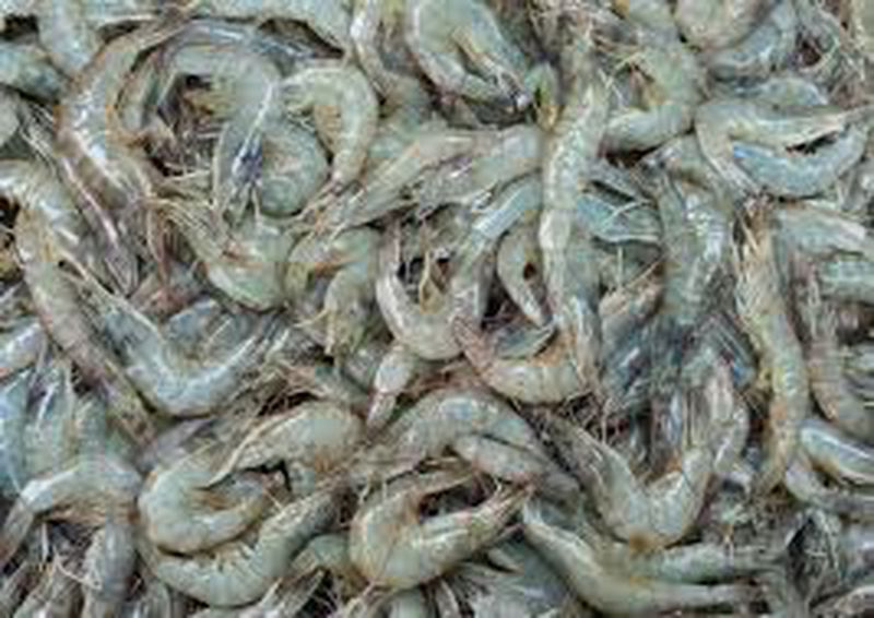 Udang