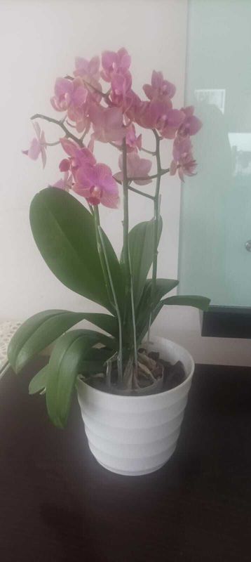 Sewa Bunga Anggrek Bulan Kecil