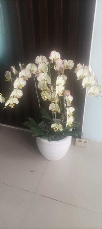Sewa Bunga Anggrek Bulan Besar