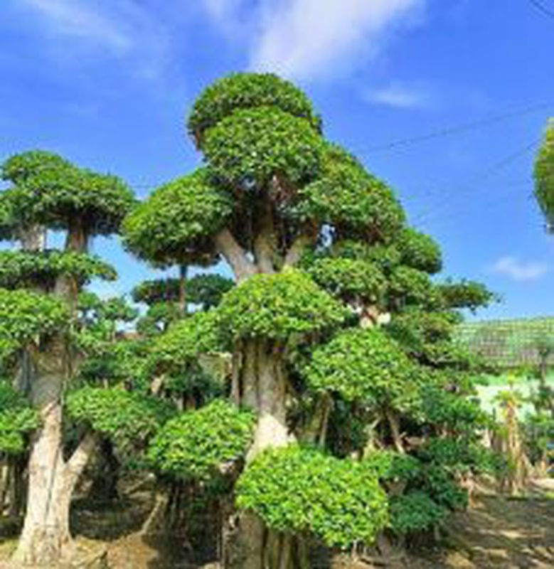 Pek. Pohon Bonsai
