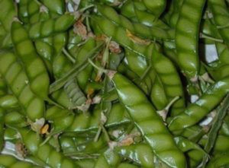kacang undis