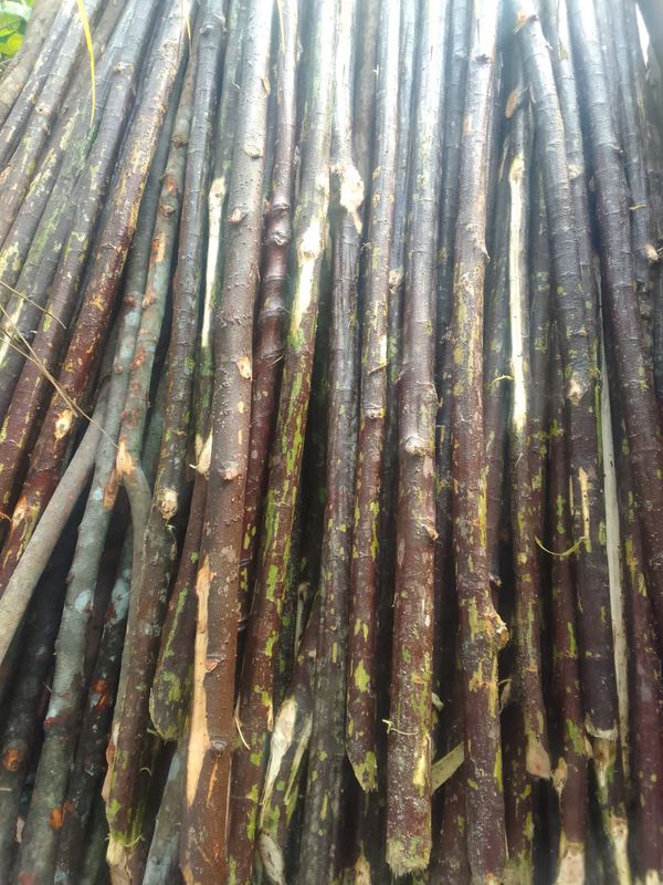 Kayu ajir
