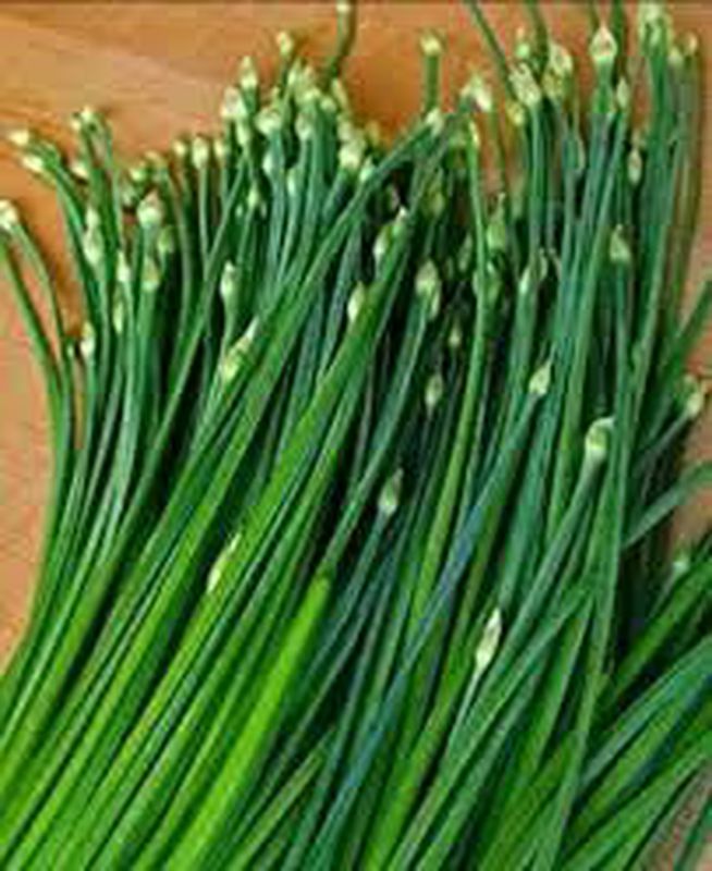 Daun Kucai