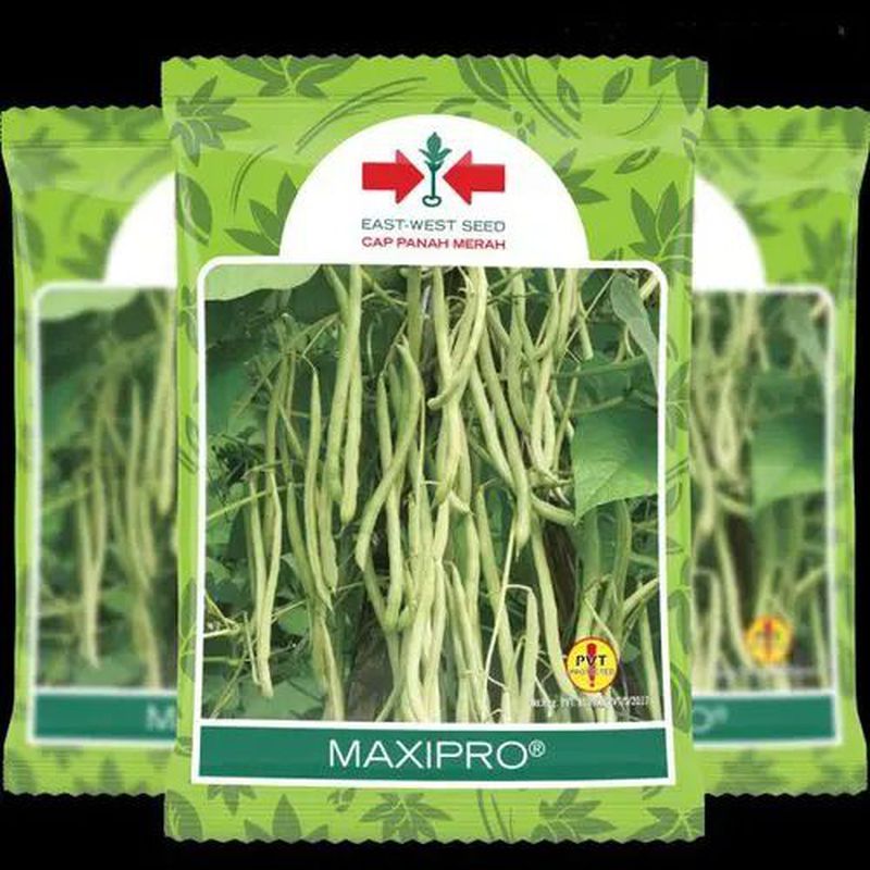 Benih Buncis Maxipro