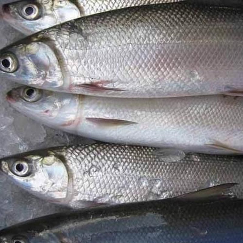 Ikan Bolu (Bandeng)