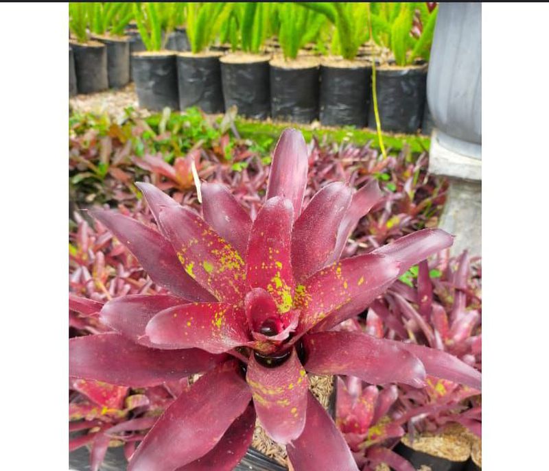 Bromelia Merah
