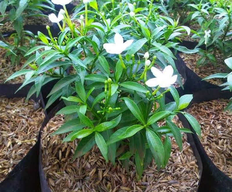 Bunga Rombusa / Melati Jasmine