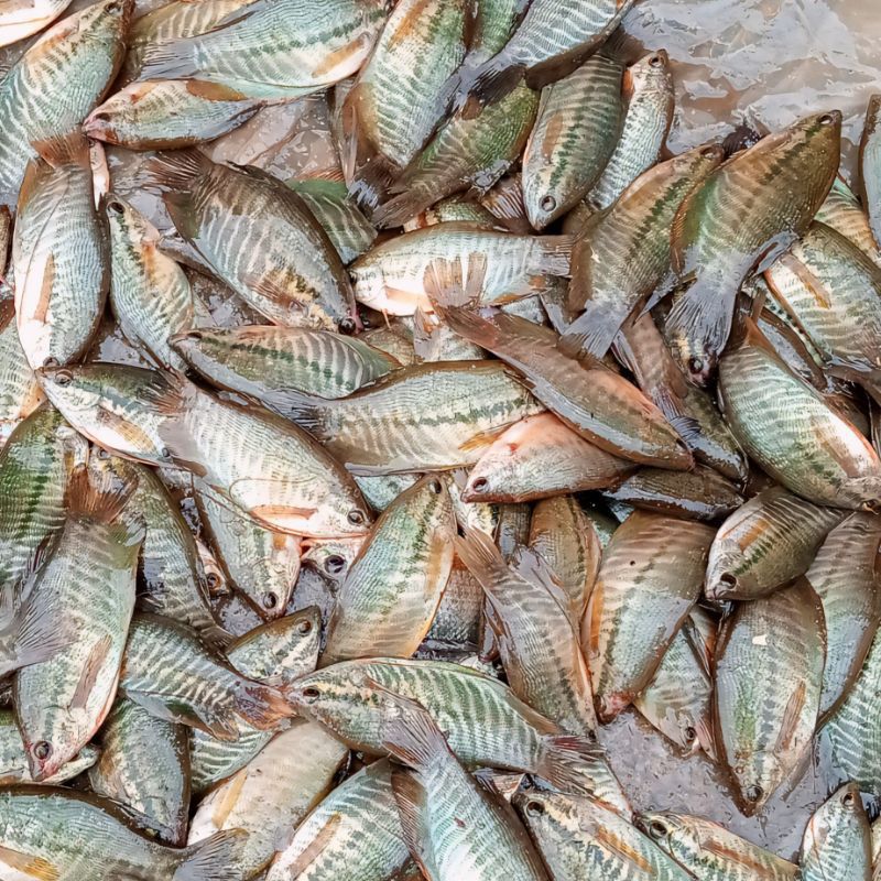 Ikan Sepat Siam