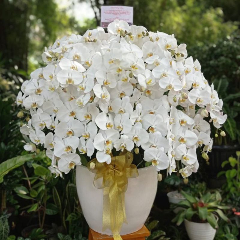 Rangkaian Bunga Anggrek Premium - 20 Tangkai