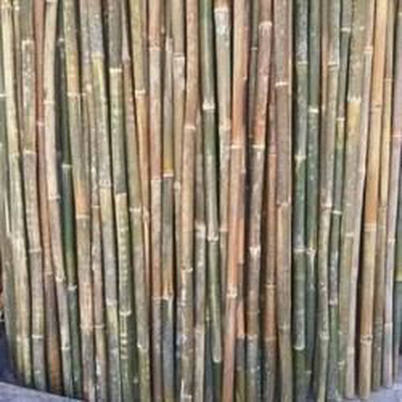 Bambu Umbul - Umbul