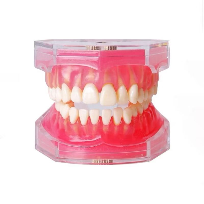 PHANTOM GIGI/ DENTAL STUDY MODEL GIGI - Pink